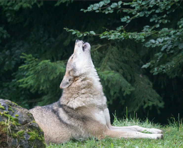 Wilderness SoundScapes – gmhCafe Store